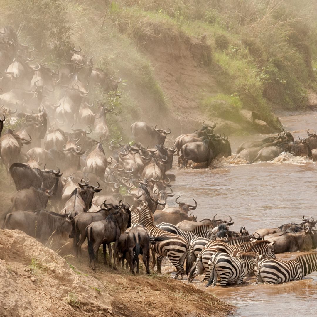 Travel Insurance - Umani Bliss Safaris